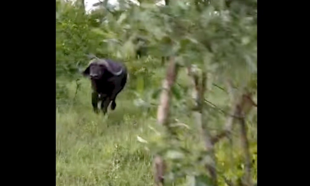Angry buffalo rams safari vehicle, gets horn stuck in surprise attack