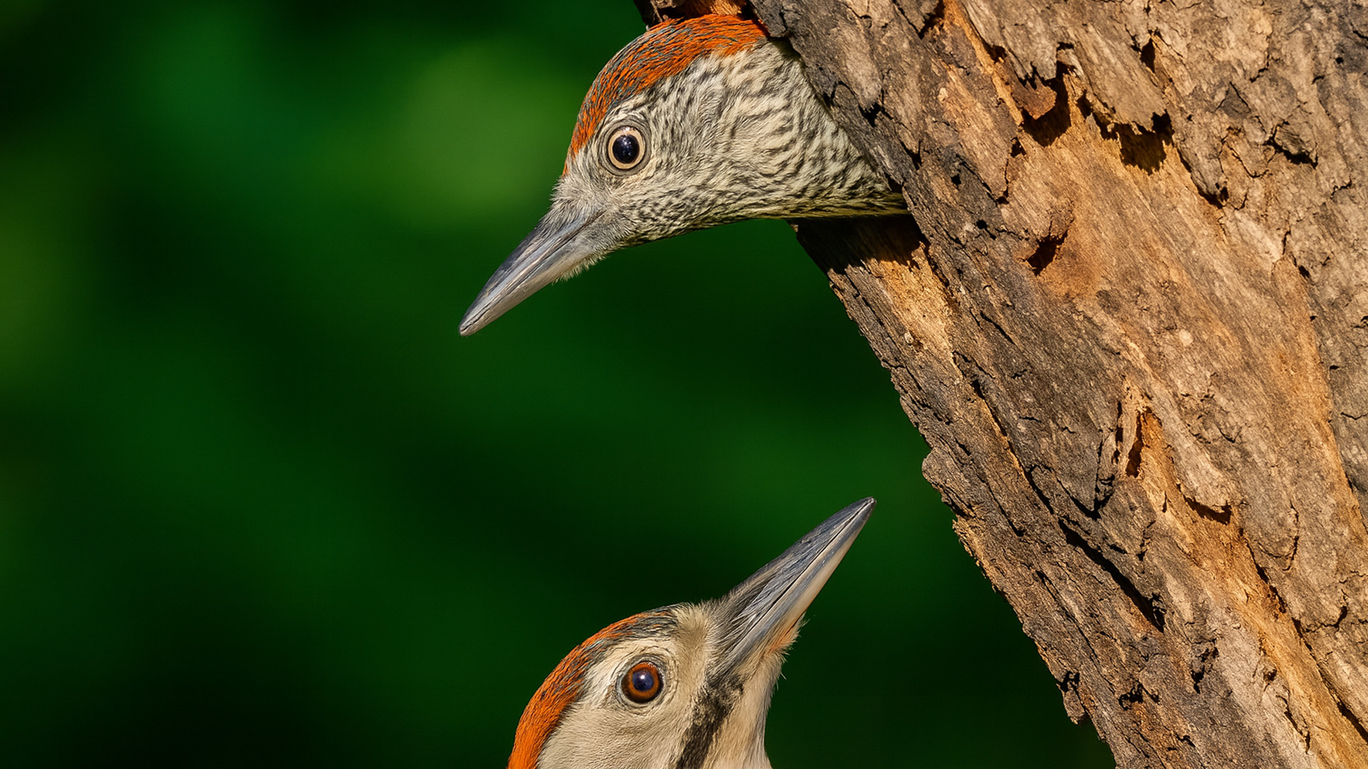 Two woodpeckers, one tree hole