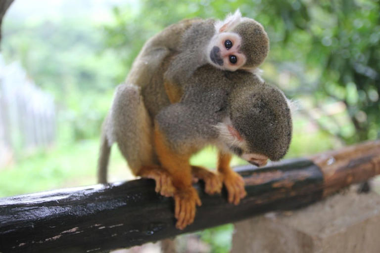 From Soana Island to spider monkeys: Top 9 tours in Punta Cana ...