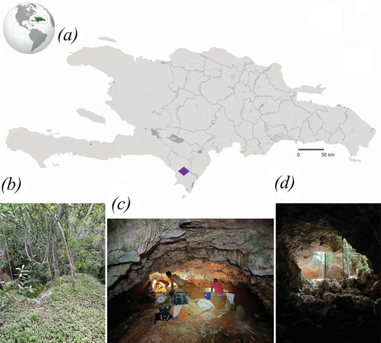 20,000-year-old fossil reveals bees nesting inside empty tooth sockets