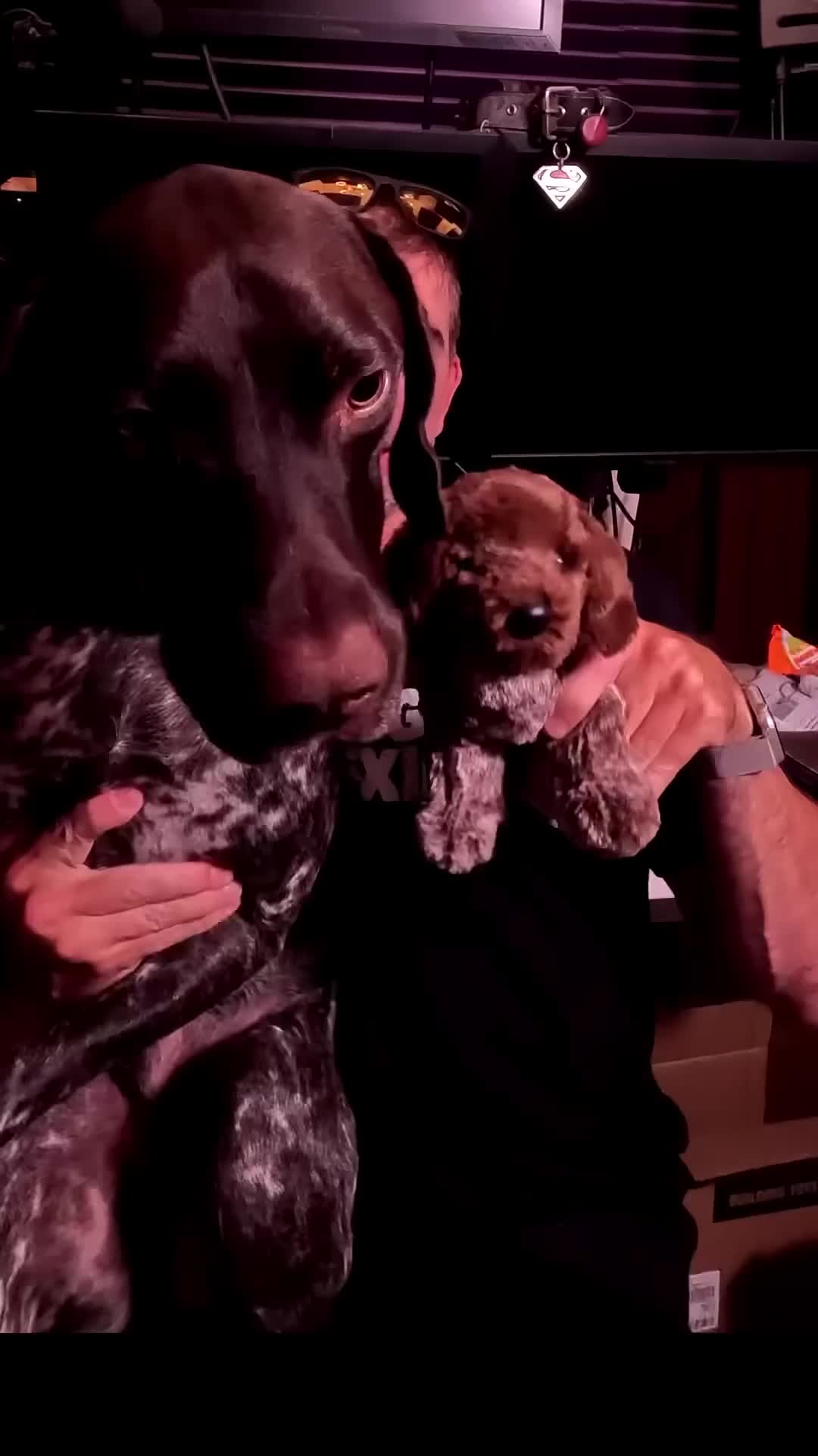 Is this part of a whale? – A blind guy unboxing