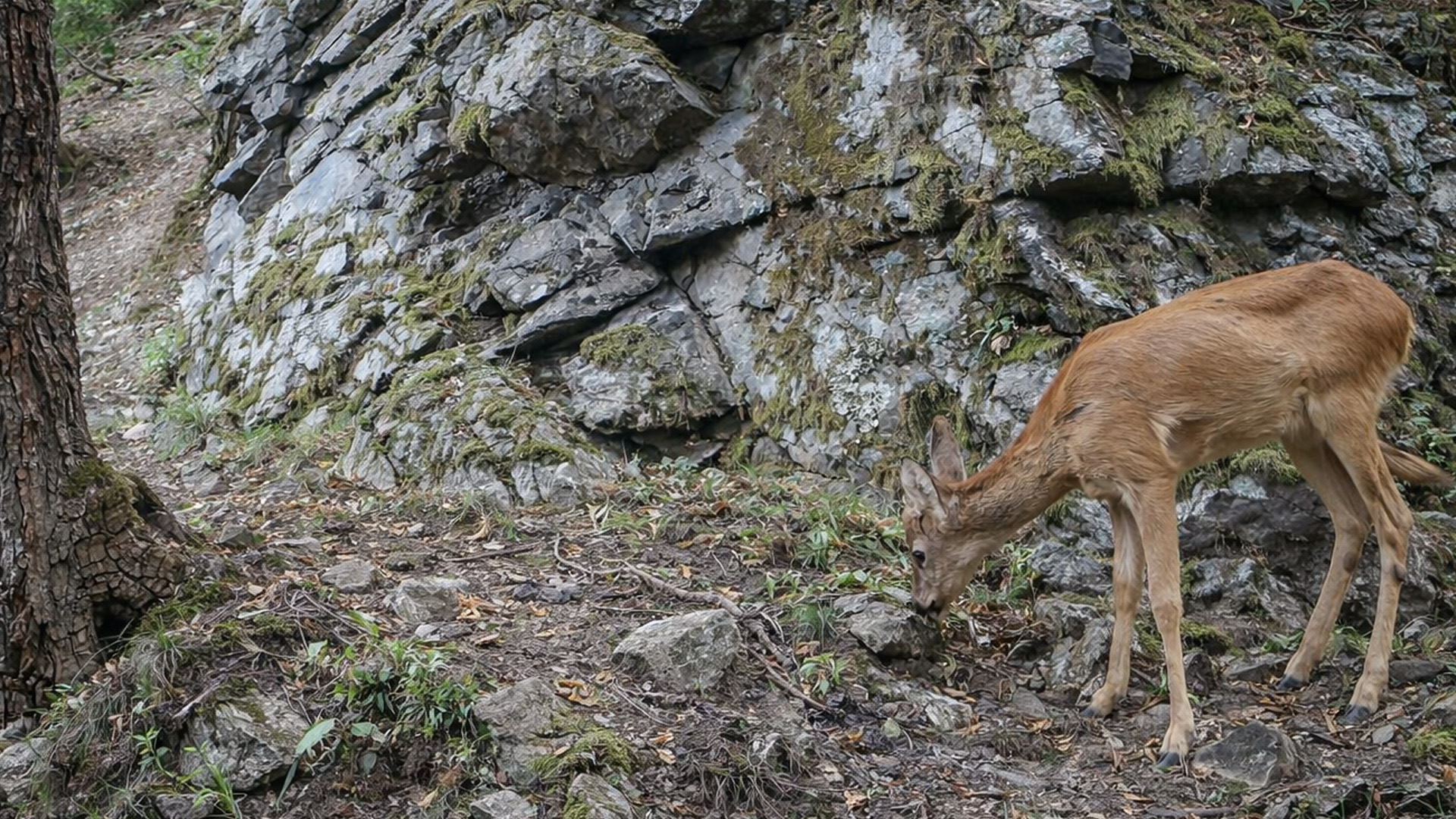 Wildlife moment caught by a hidden forest camera