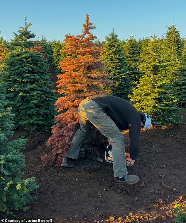 Christmas tree farmer lifts the lid on the highs and lows of his ...