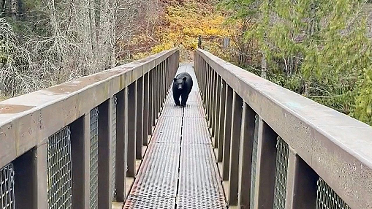 Women back away slowly as bear approaches them on narrow bridge