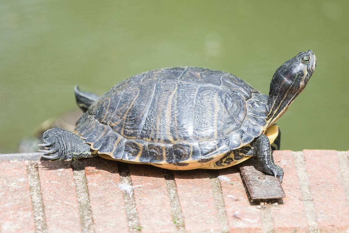 30 animal species that are always confused for each other