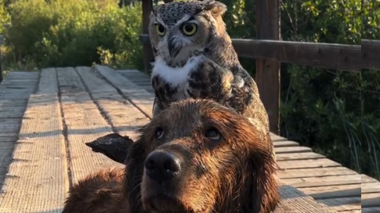 Great horned owl hoots at golden retriever and what happens next is ...