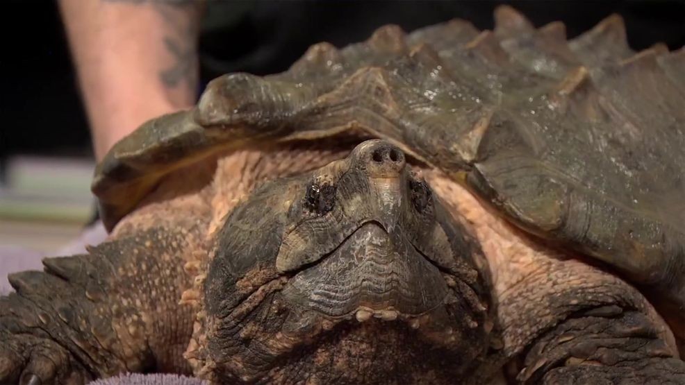 Wildlife rockstars: Alligator snapping turtle Bubba returns