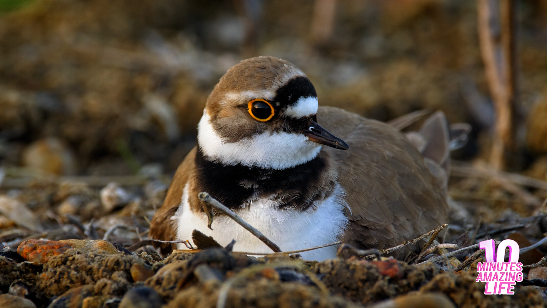 I filmed a bird guarding its nest on the ground