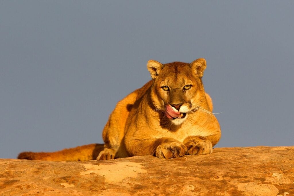 Wildlife experts warn: This one move could save your life if you ...