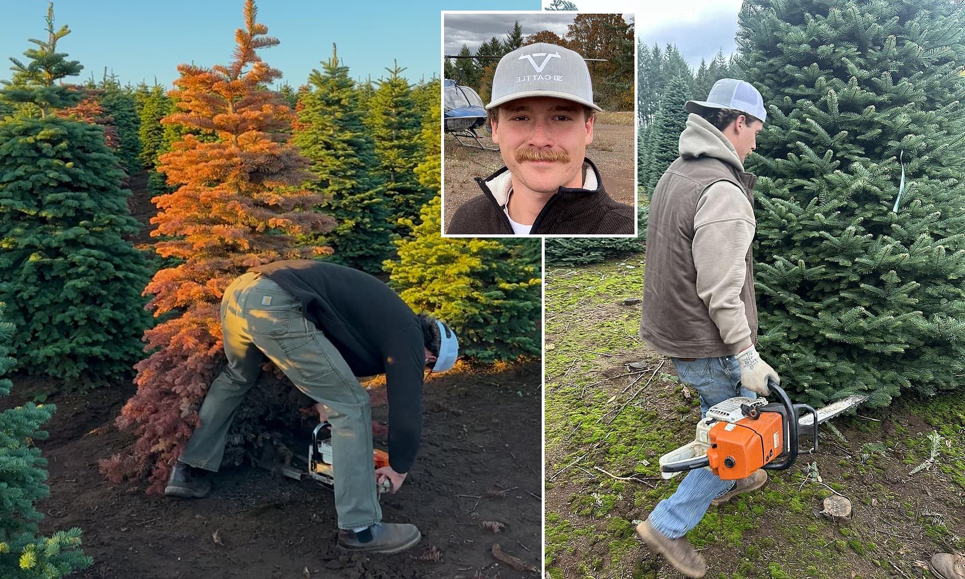 Christmas tree farmer lifts the lid on the highs and lows of his ...