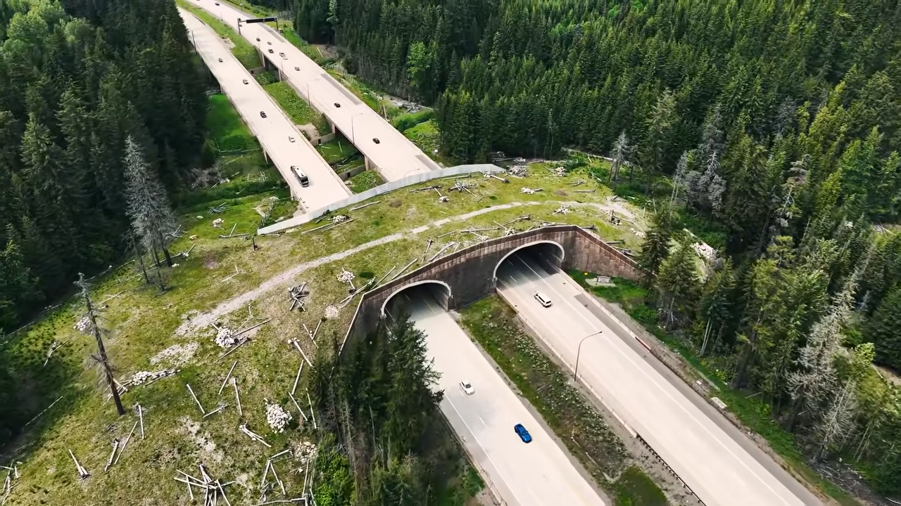 Why animals were dying by the thousands on modern roads