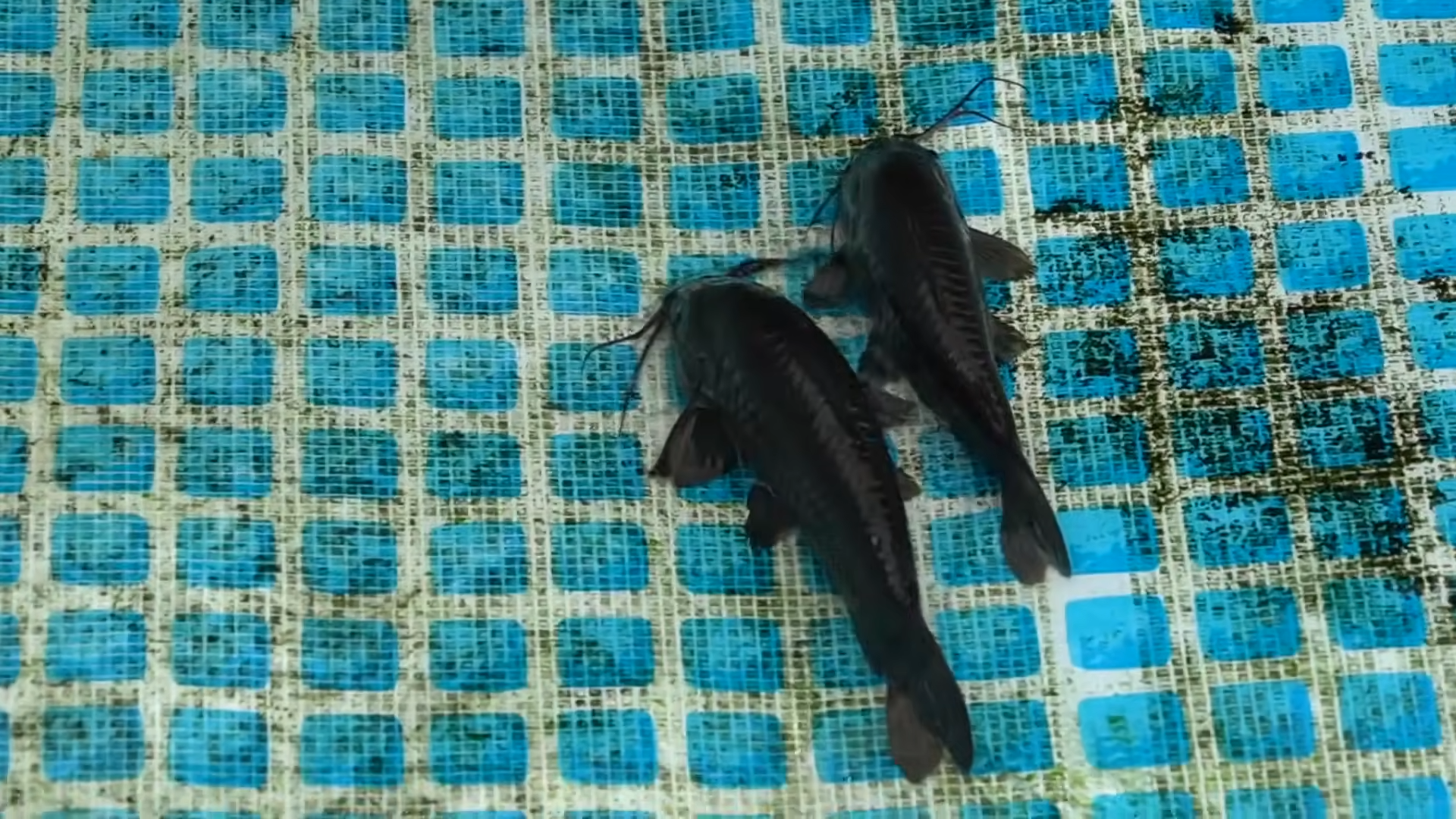 We found a bizarre fish swimming inside PVC pipes