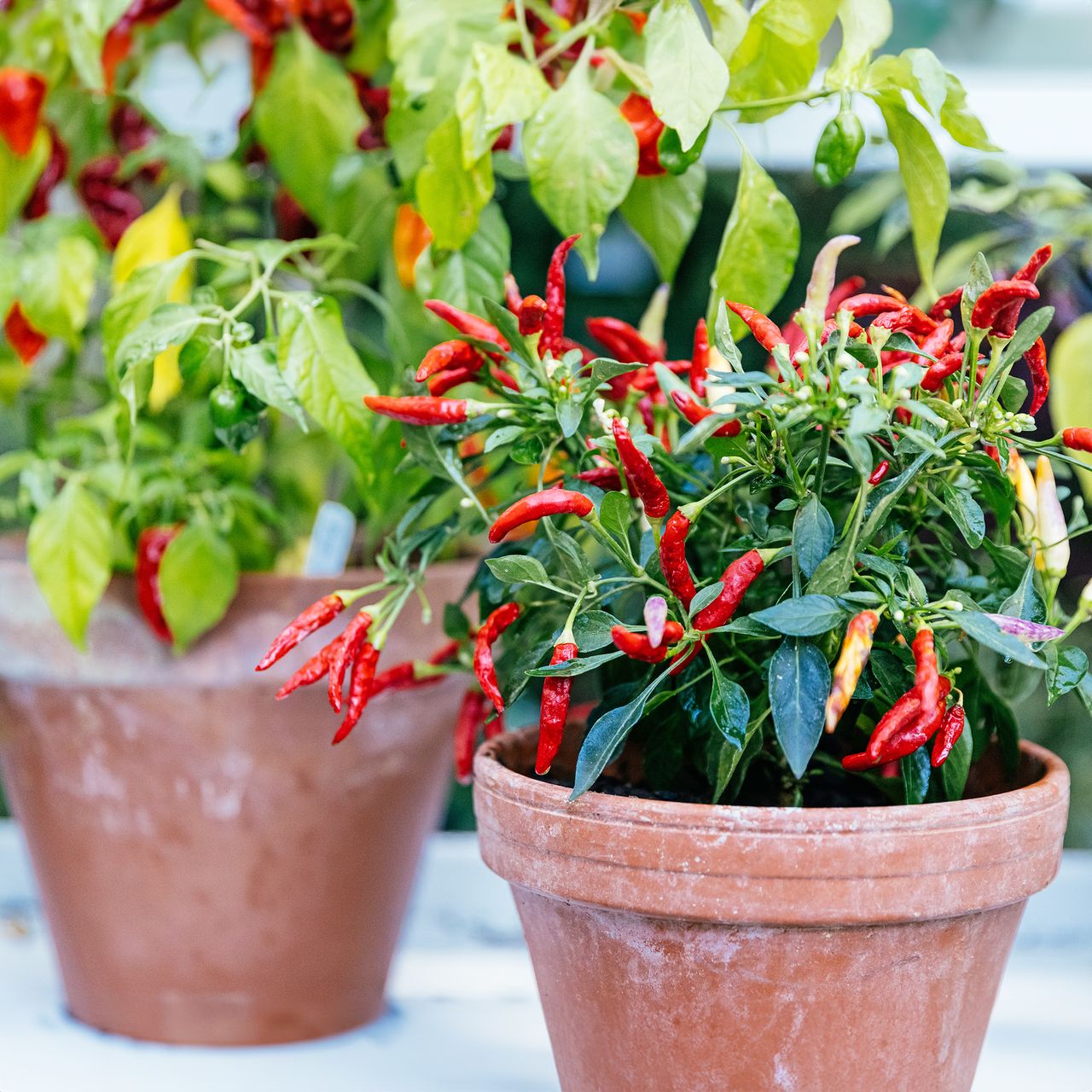 Planting hot peppers at Christmas always gives me my best harvest ...