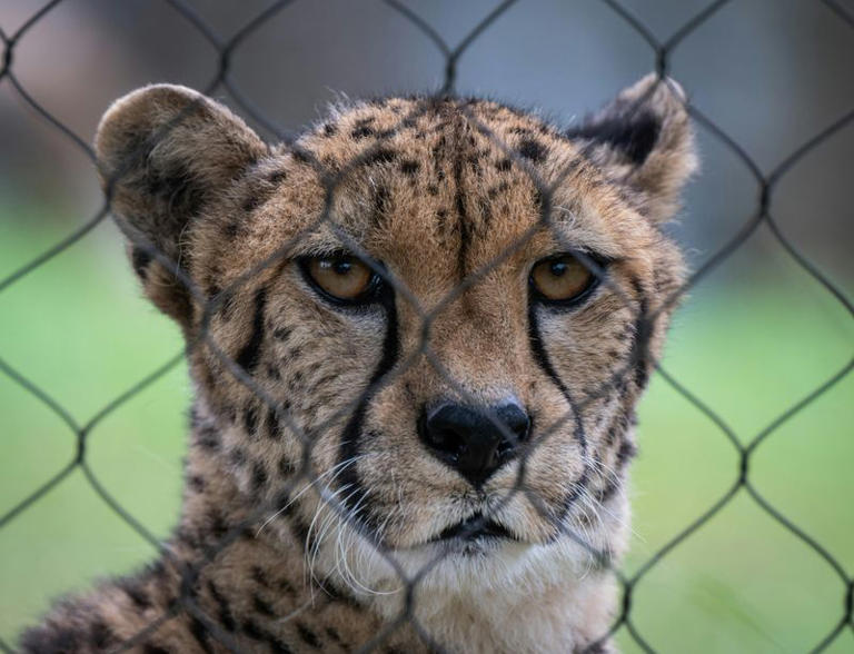 Why cheetahs are so nervous that zoos give them emotional support dogs