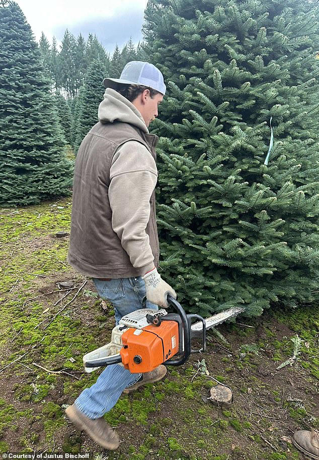 Christmas tree farmer lifts the lid on the highs and lows of his ...
