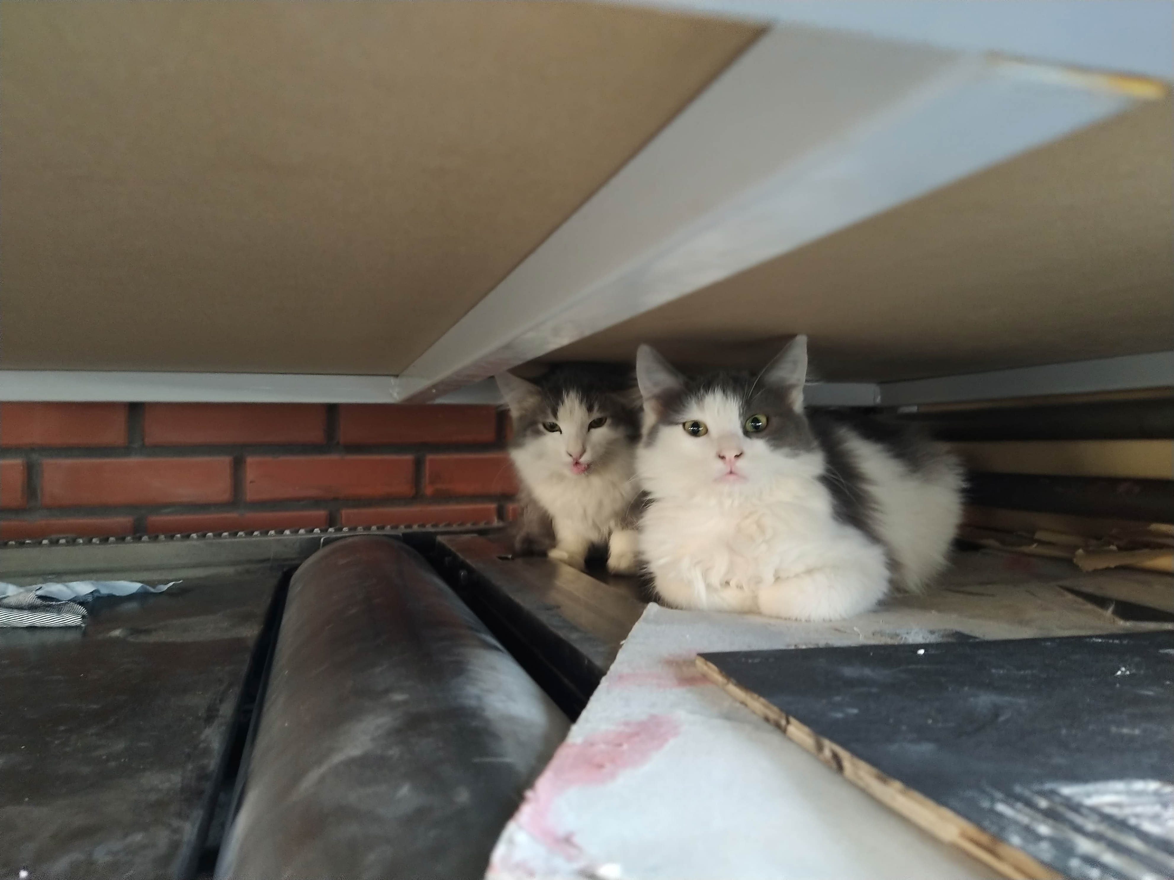 Cats wait over two years for home together, but new owner faces big problem