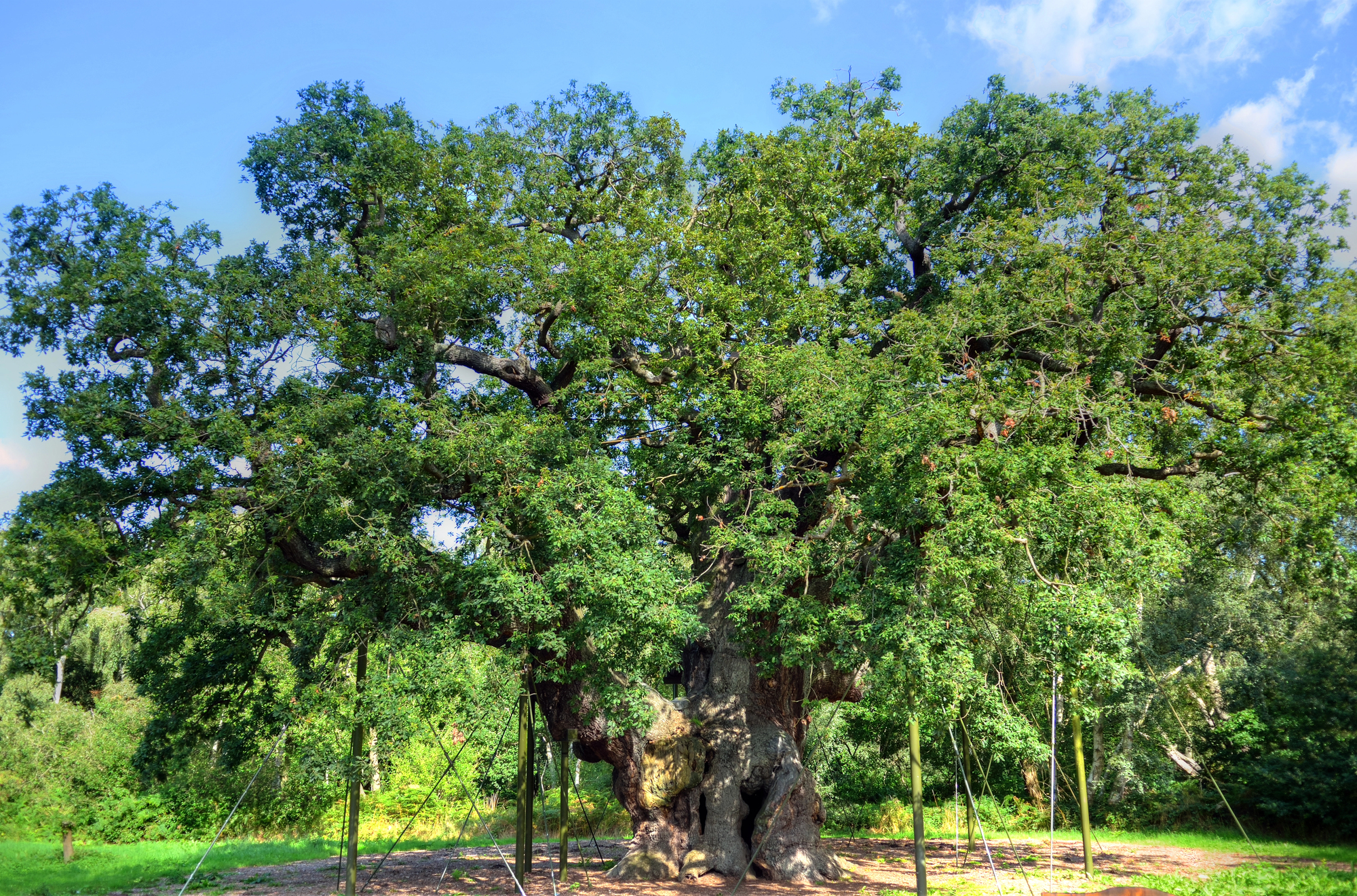 Trees that are rare and valuable