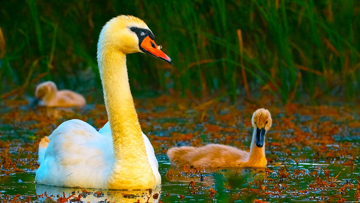 A day in the life of a swan family