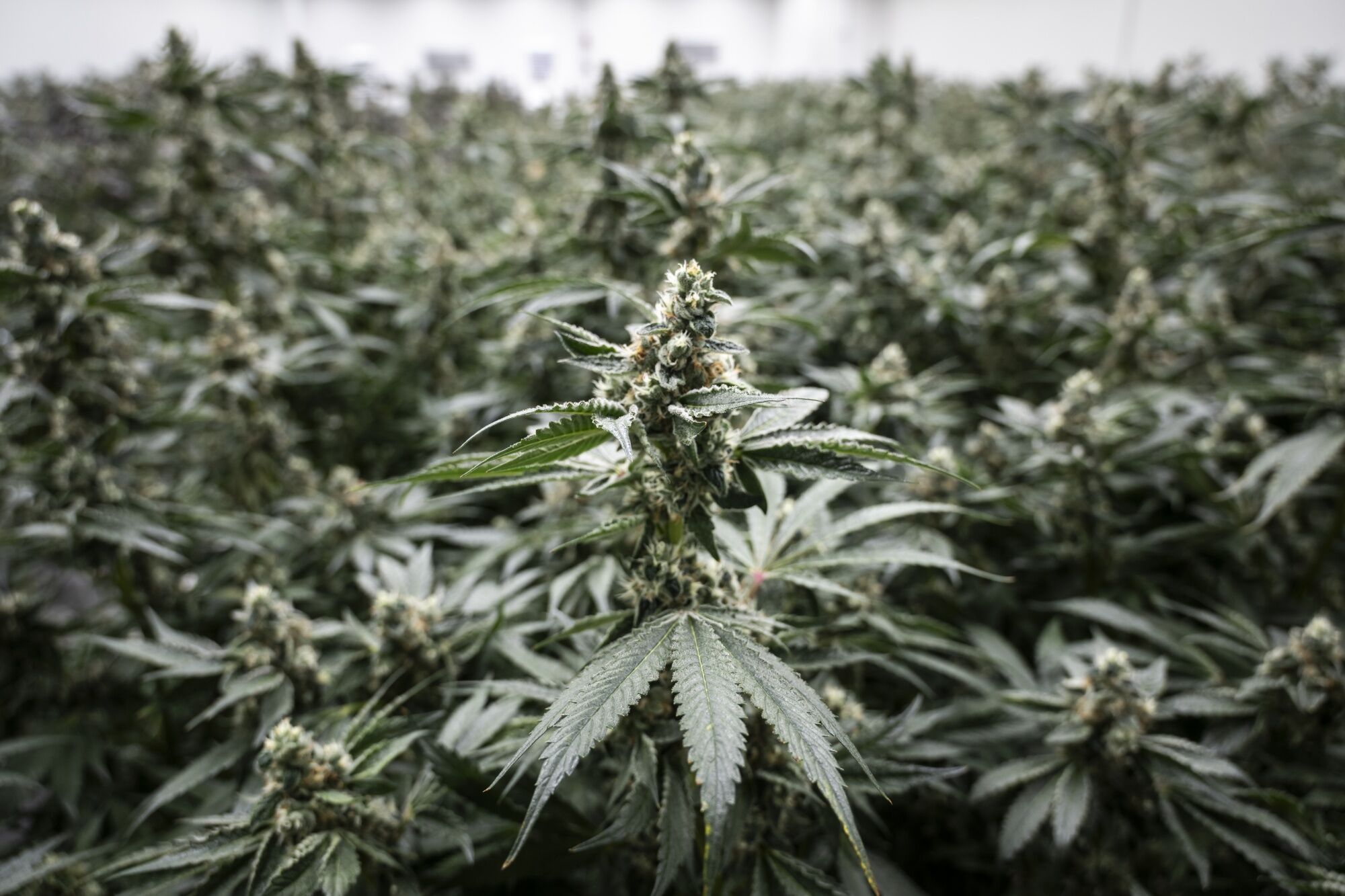 Closed marijuana factory to get new life in upstate New York