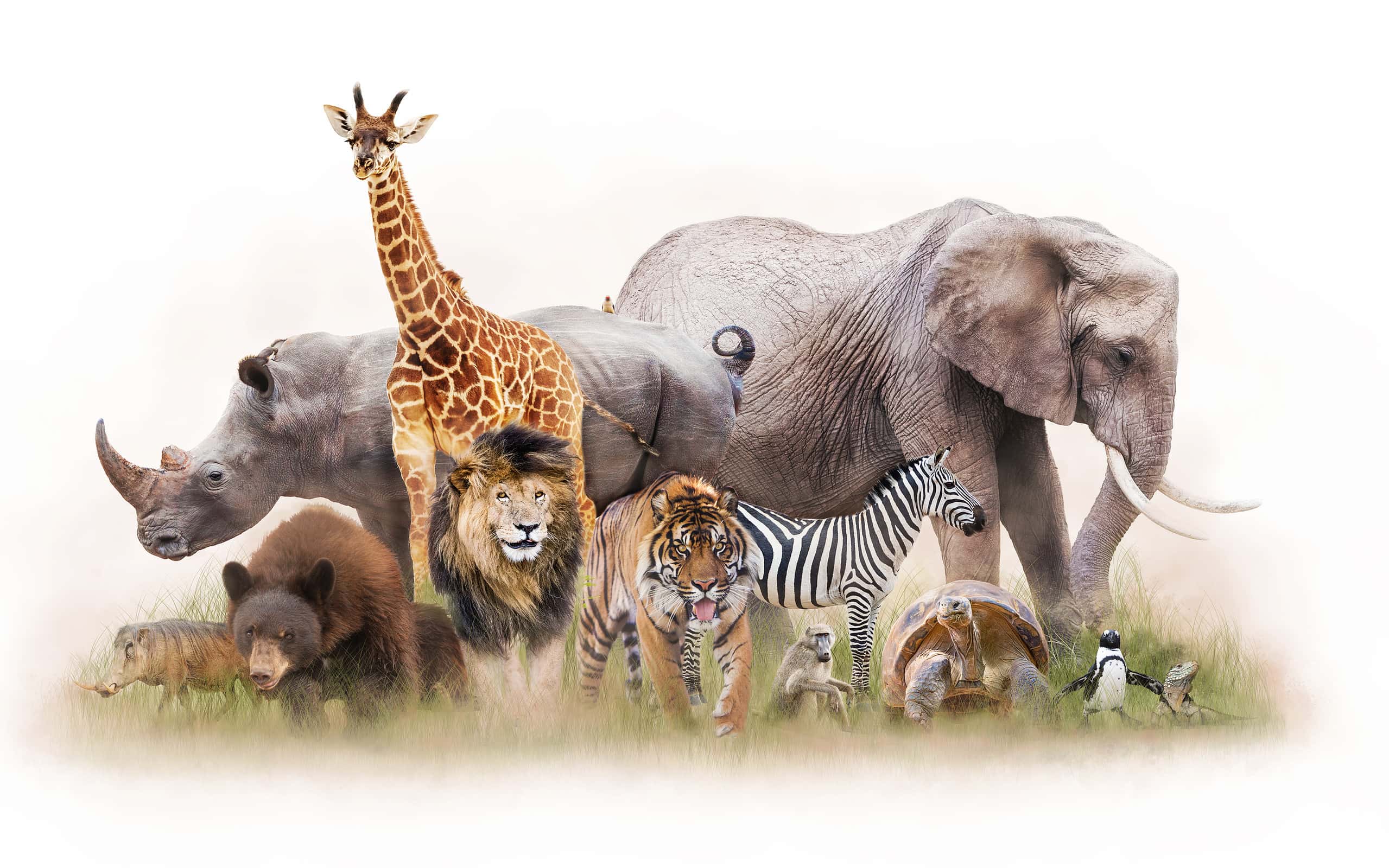 9 animals that give birth standing up and why