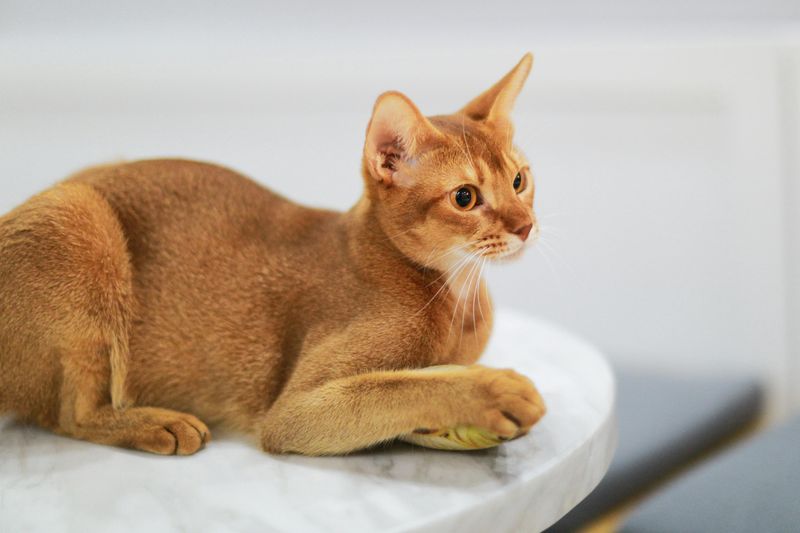 9 of the most independent cat breeds