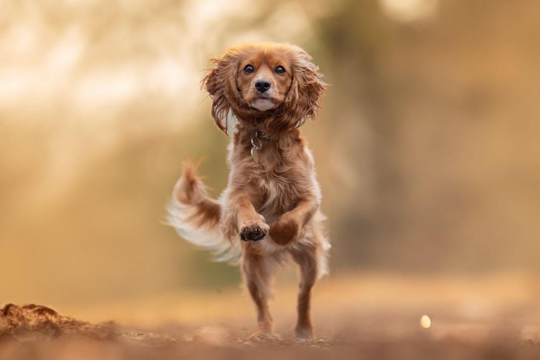 Sussex teens recognised in RSPCA Young Photographer Awards