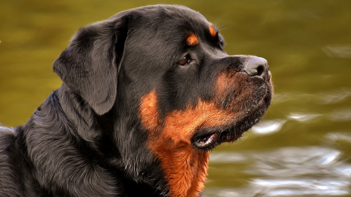 These 8 dog breeds naturally protect their families