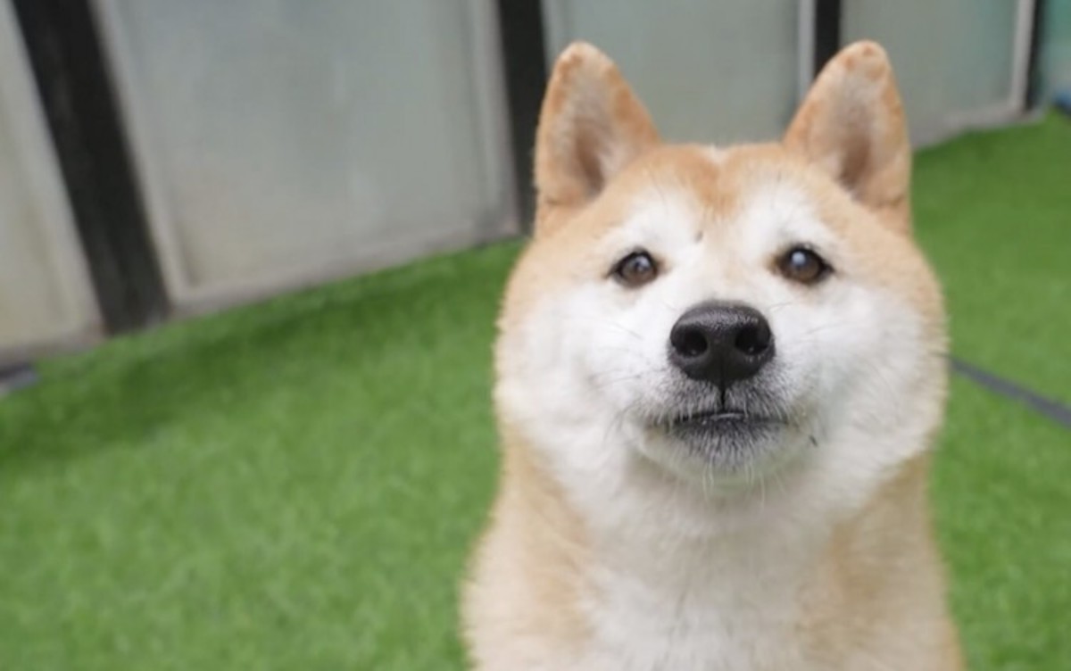Early Shiba Inu trillionaire makes rare move