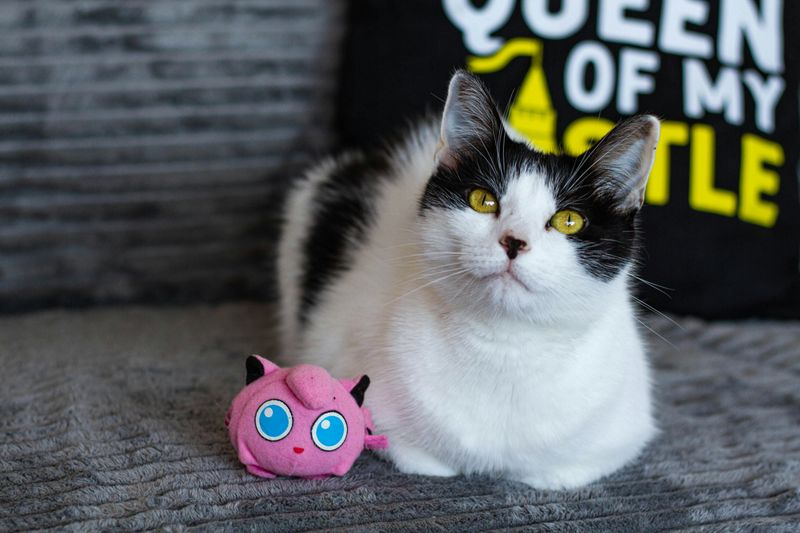 9 things your cat will do for you at the end of their life, because ...