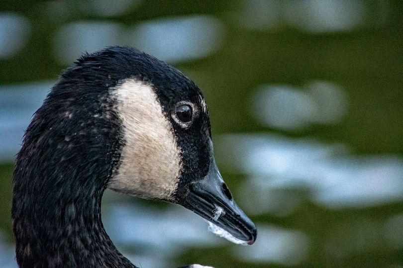 Bird flu outbreak confirmed in Gloucestershire as Canada goose dies