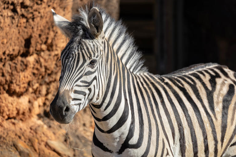 Zoo Atlanta debuts new animals, including zebra, ostrich
