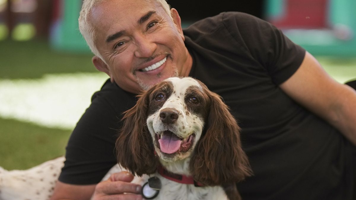10 'Dog Whisperer' secrets from César Millán to transform your dog's ...