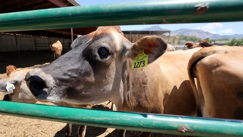 Utah farms generated $2.3B in a year, new report finds