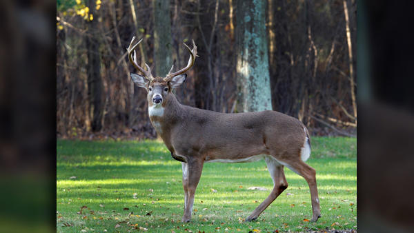 Illinois hunters harvest 81,000 deer during firearm season, IDNR says