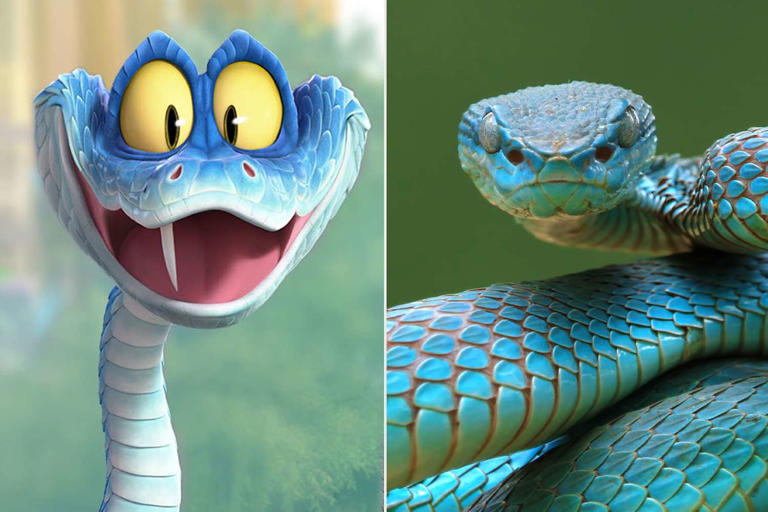 People are buying venomous, bright blue vipers as pets after seeing the ...