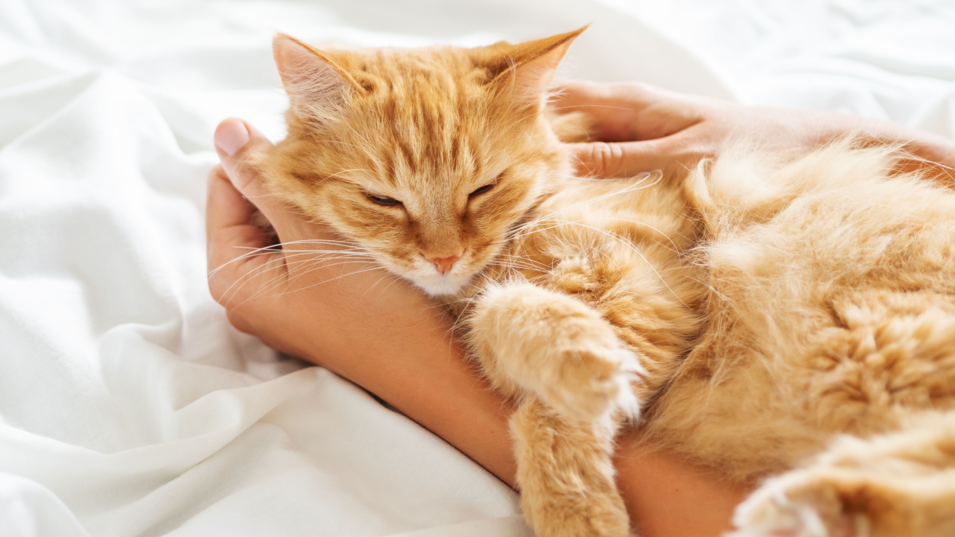 8 sweet reasons why your cat loves sleeping on you