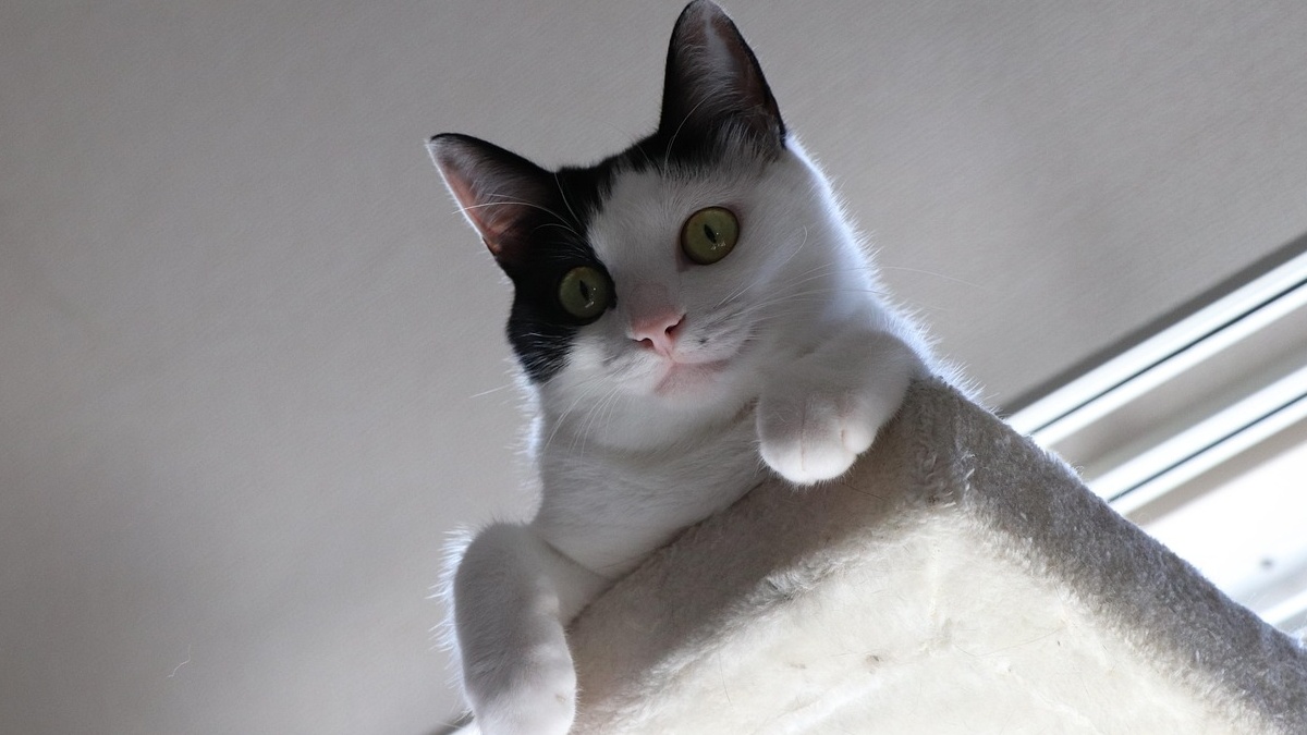 These 7 small behaviors can hurt your cat's feelings (even if they seem ...