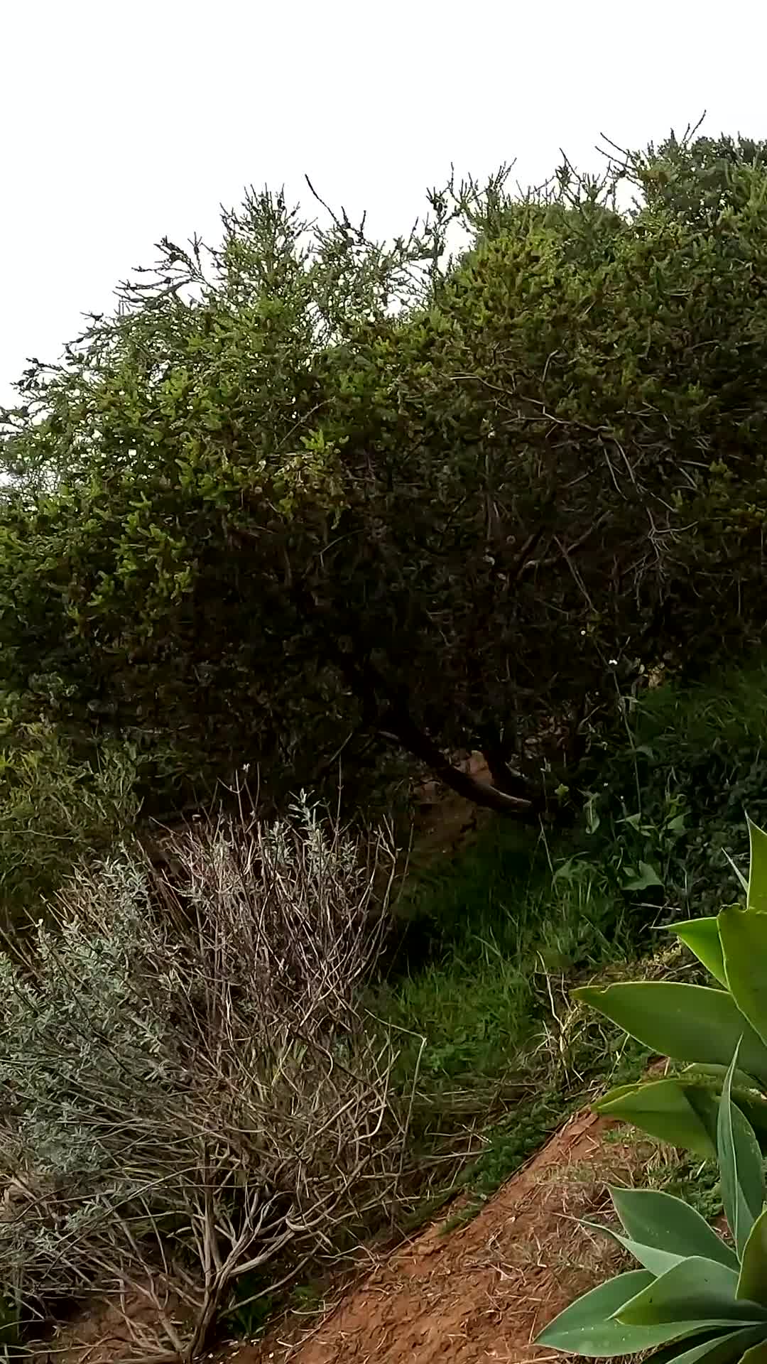 Falling off a cliff wasn’t the worst part