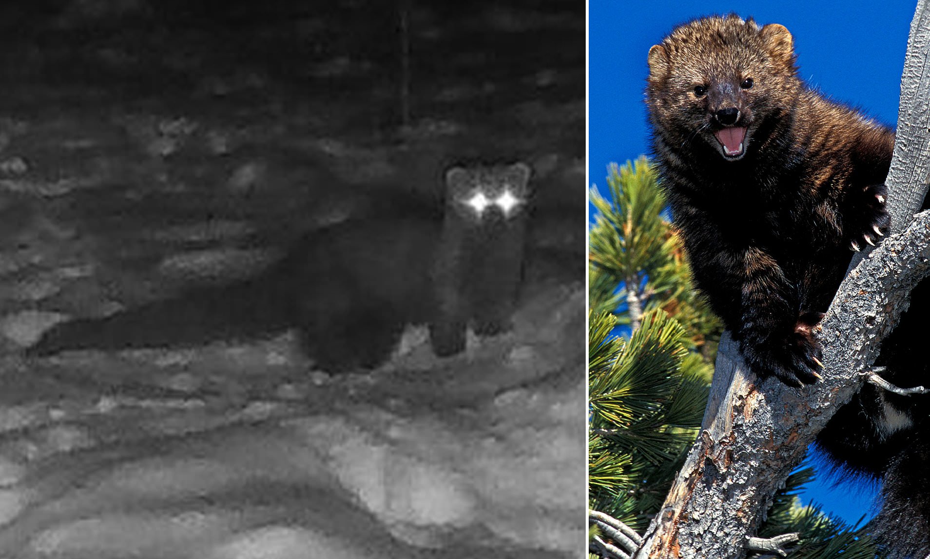 Predator unseen in Midwest state for over a century caught on wildlife ...