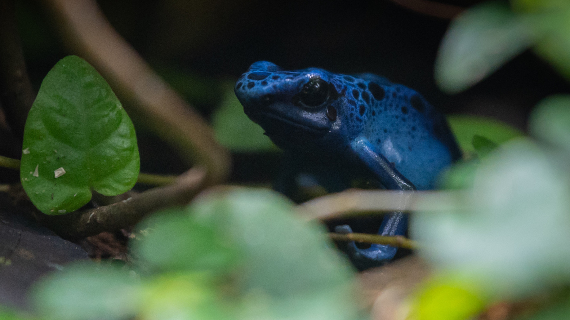 Meet the world's most poisonous animals