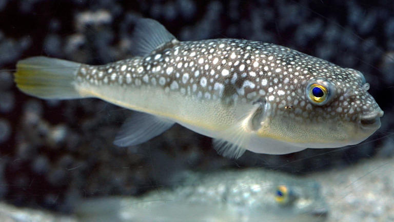 Fugu, the Japanese delicacy only trained professional chefs can prepare