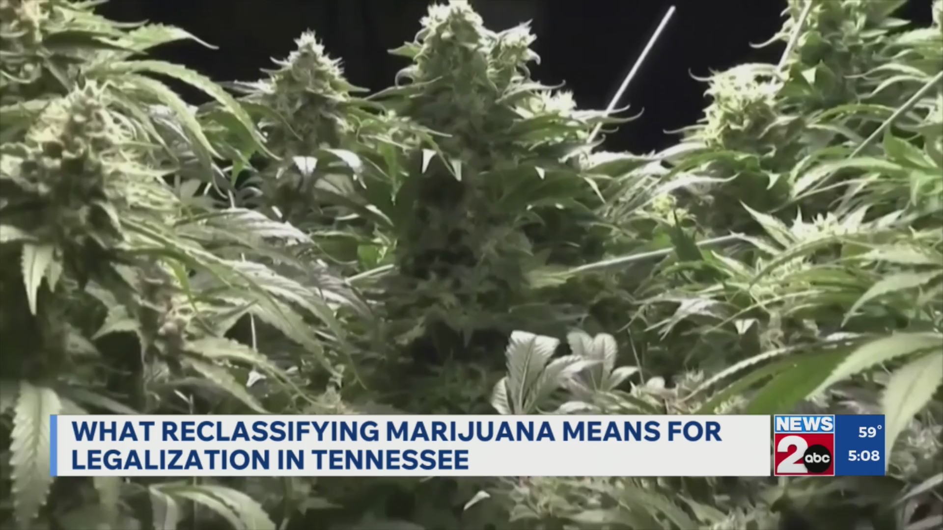 What reclassifying marijuana means for legalization in TN