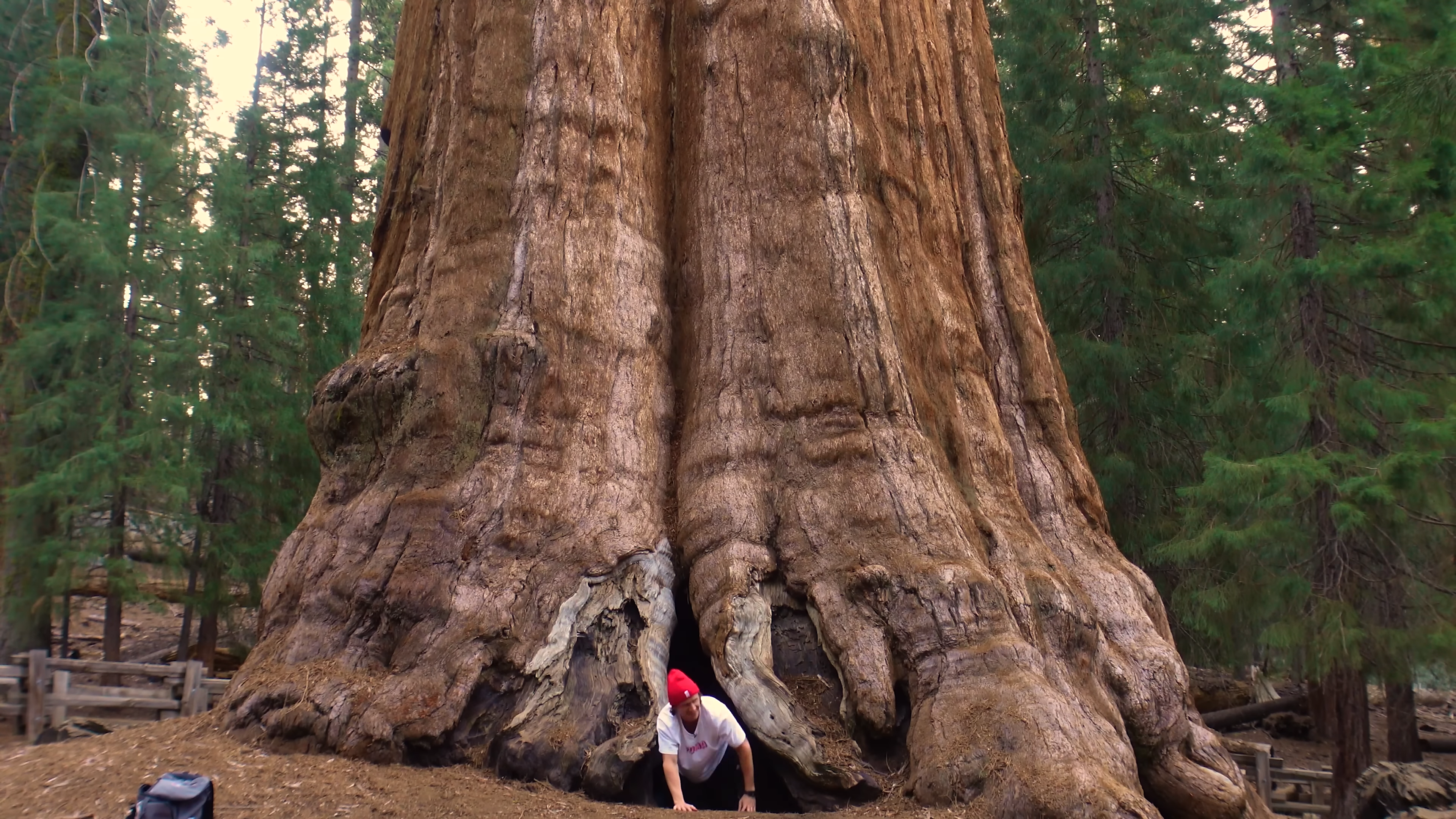 Man spends the night inside the biggest tree on Earth