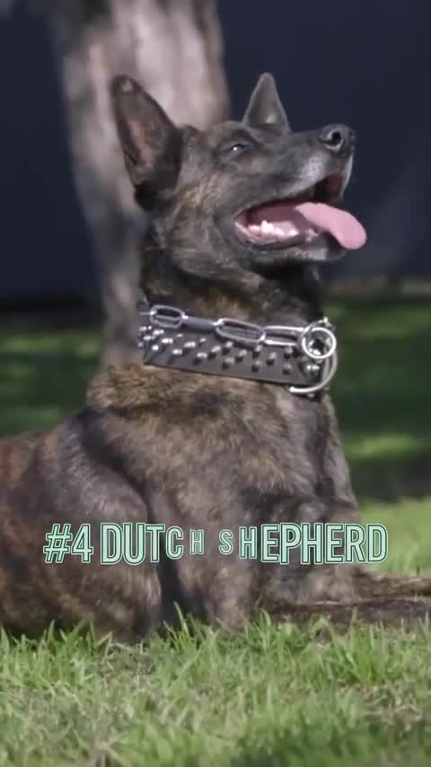 Best protection dogs