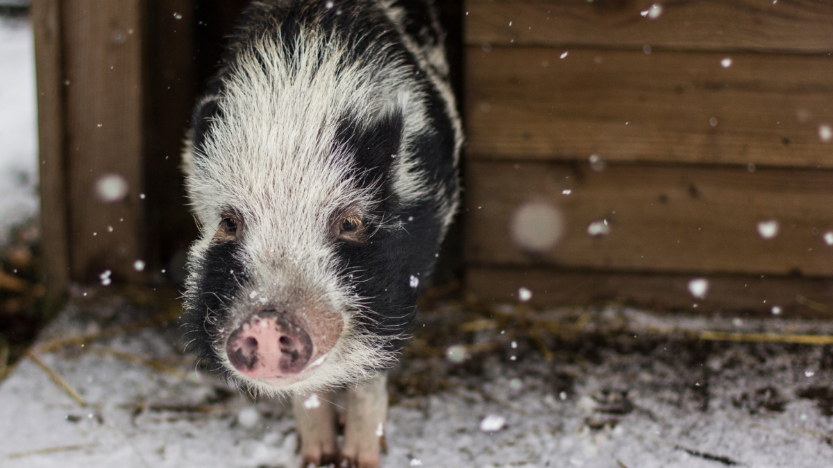 Piglets forming adorable 'piggy train' in the snow is too cute for words