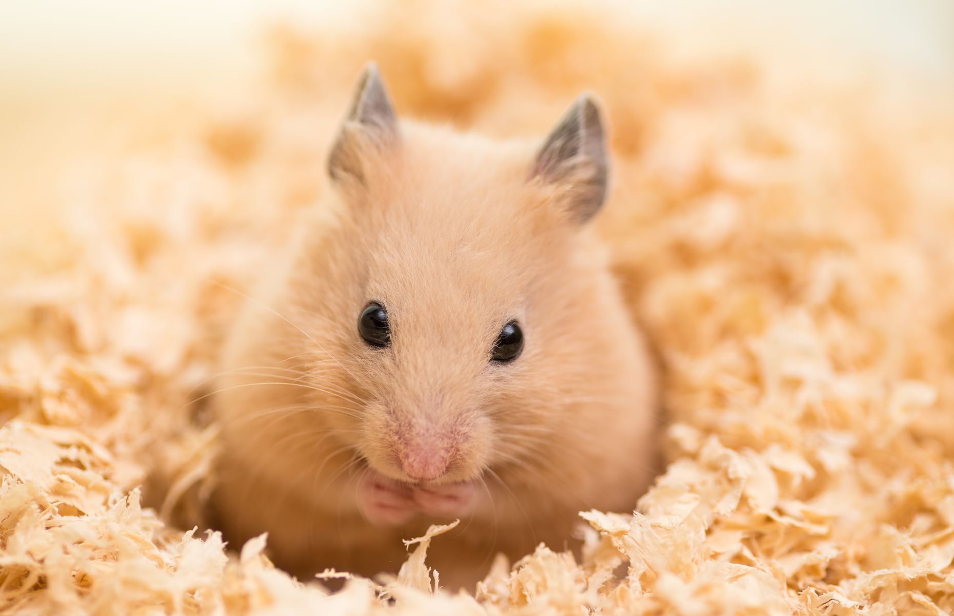 The stupidest animals in the world