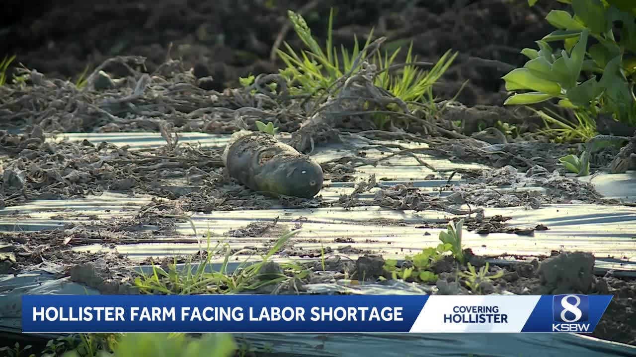 Hollister farm facing labor shortage