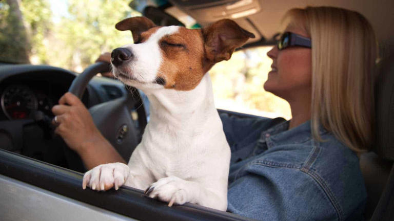 Things dogs love that most owners forget to do