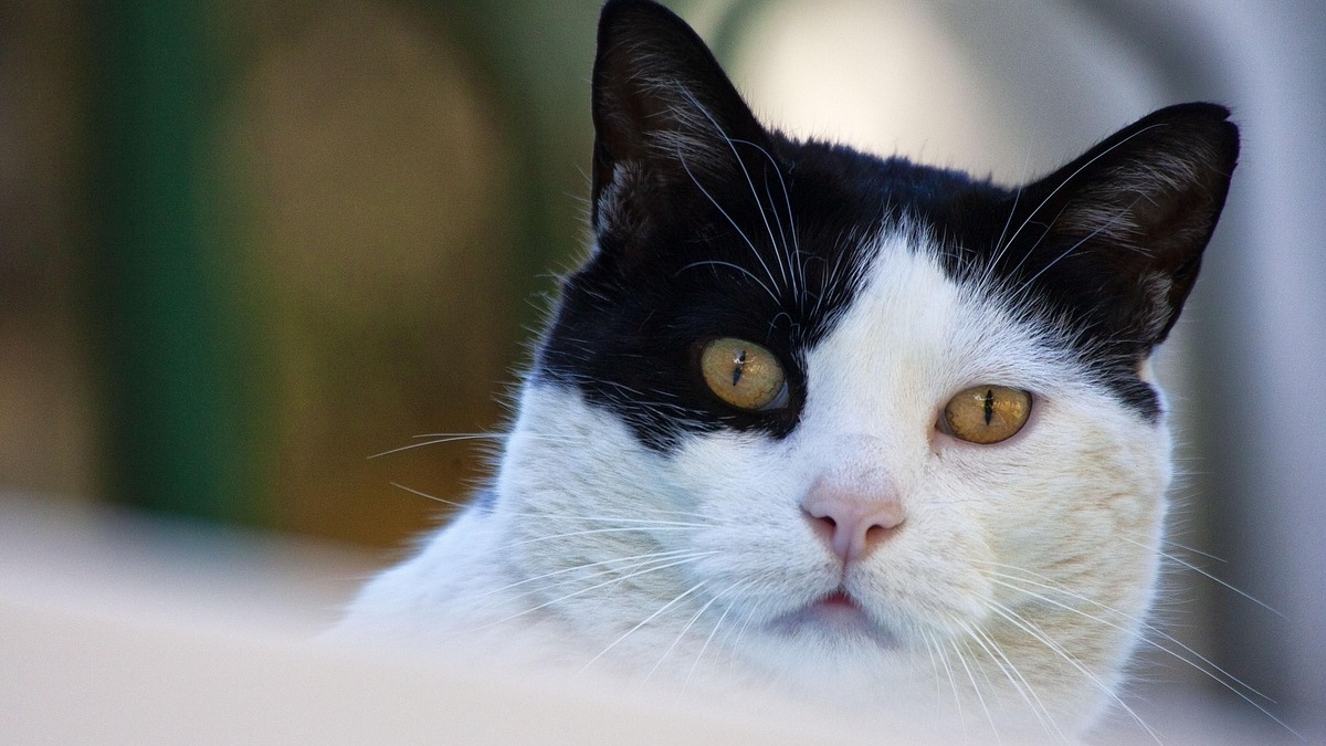 Your cat is trying to tell you that something is wrong with its health ...