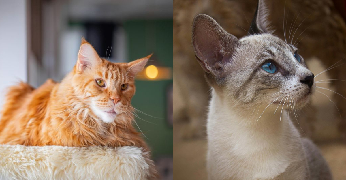 12 cat breeds vets say are at high risk for heart disease